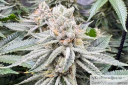 The Best In House Genetics Seeds: Strain Guide - Mold Resistant Strains