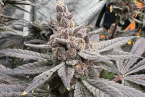 The Best Solfire Gardens Seeds: Strain Guide - Mold Resistant Strains