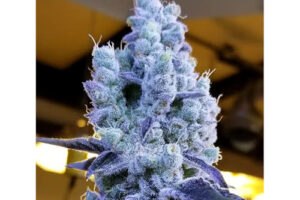 The Best Ethos Genetics Seeds: Strain Guide - Mold Resistant Strains
