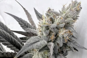 The Best Solfire Gardens Seeds: Strain Guide - Mold Resistant Strains