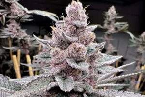 The Best Solfire Gardens Seeds: Strain Guide - Mold Resistant Strains