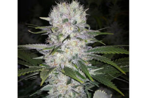 The Best Ethos Genetics Seeds: Strain Guide - Mold Resistant Strains