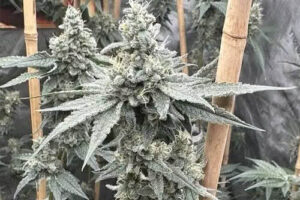 The Best Solfire Gardens Seeds: Strain Guide - Mold Resistant Strains